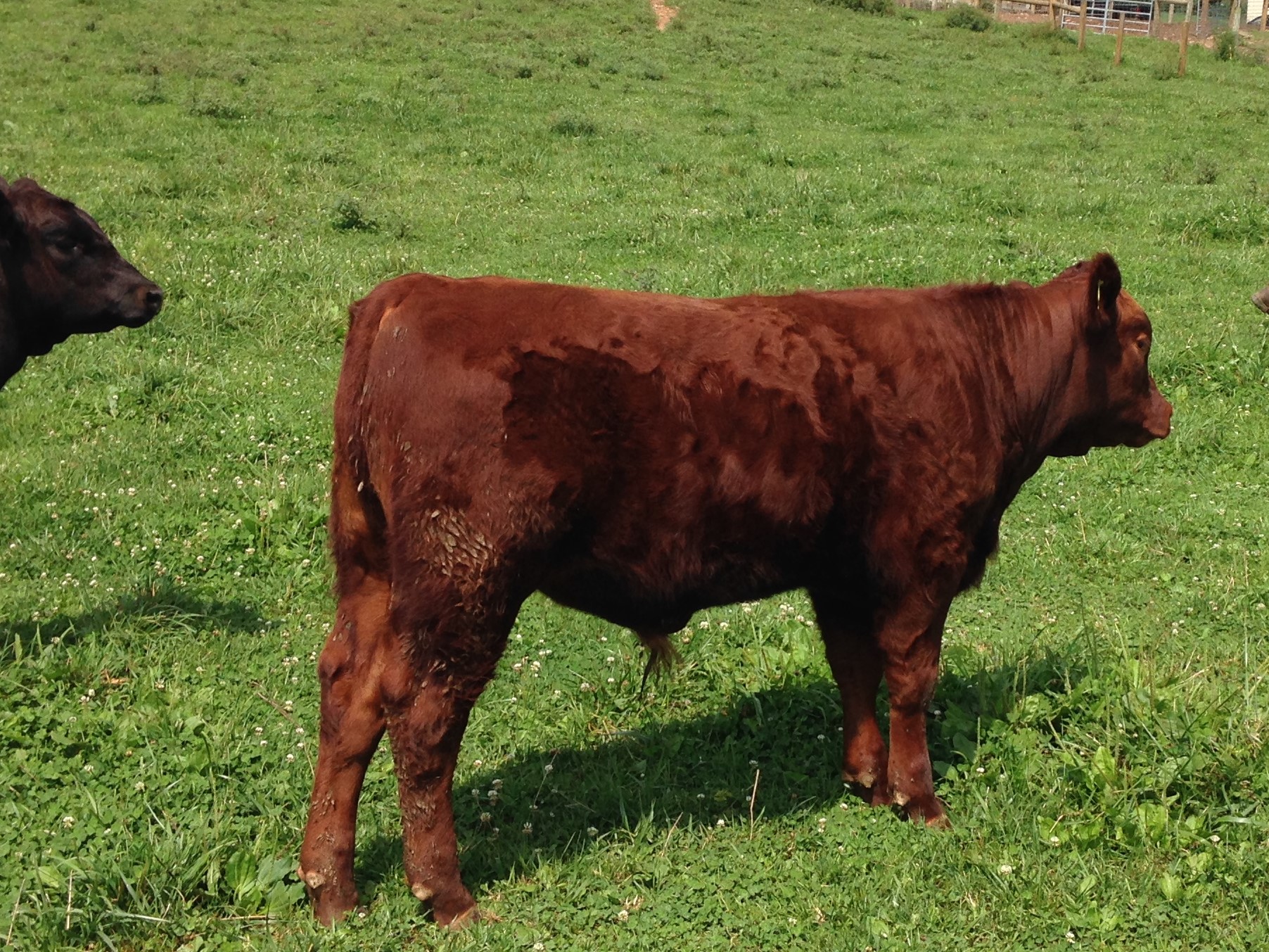 Steer – Conestoga Club Calves